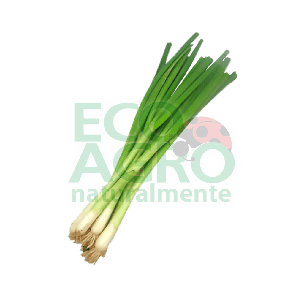 Cebollita x mazo - EcoAgro